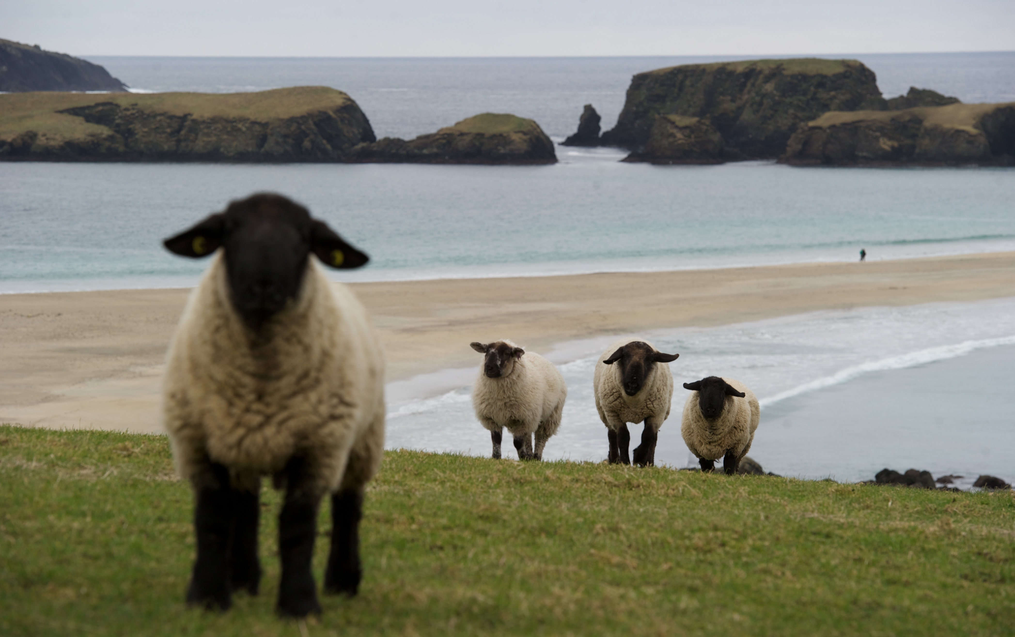 Shetland Holiday